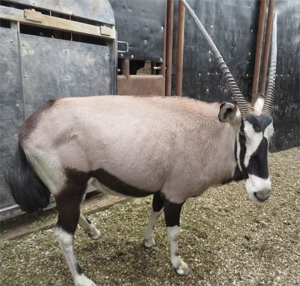 WildLife Buyer, LLC. - 0.1 GEMSBOK (WB#1)