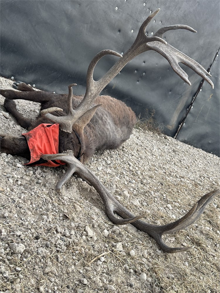 WildLife Buyer, LLC. - Elite Trophy Red Stag Power, Presence, 600 Genetics