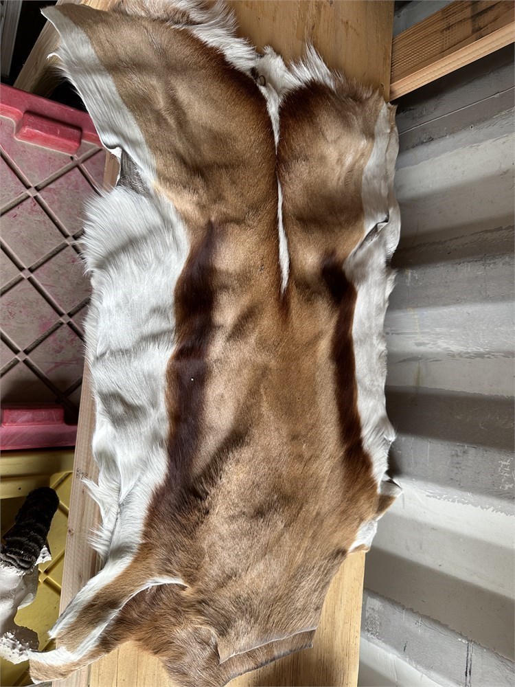 WildLife Buyer, LLC. - Medium Springbok Hides Grade A