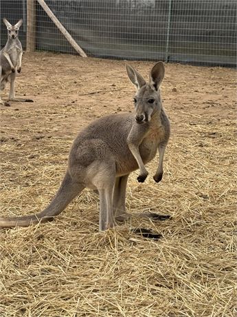 WildLife Buyer, LLC. - 1.0 Kangaroo Small Pen