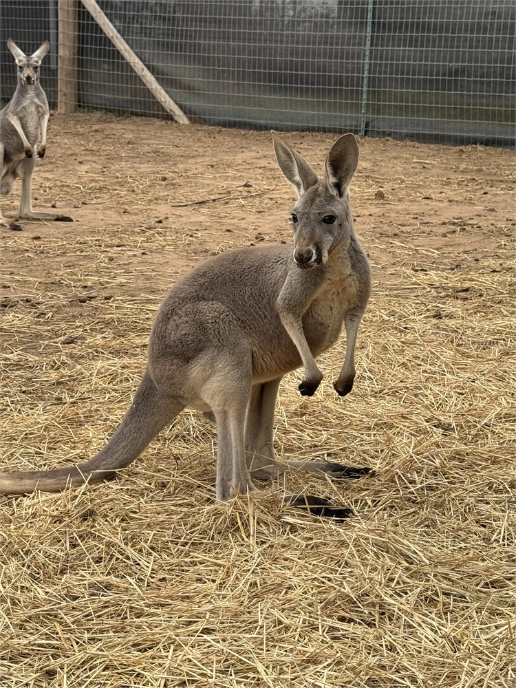WildLife Buyer, LLC. - 1.0 Kangaroo Small Pen