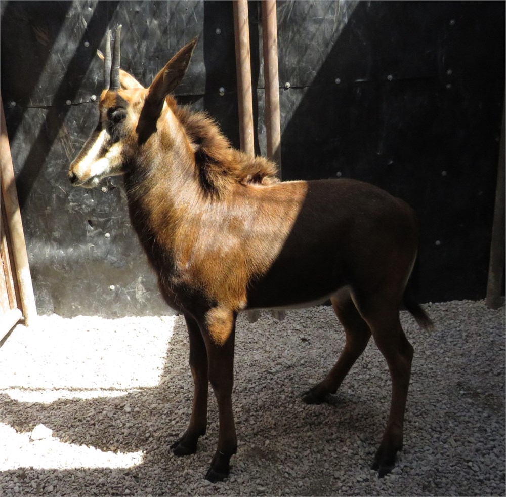 WildLife Buyer, LLC. - ⚡1.0 SABLE (NKB#17) - Ask about insurance