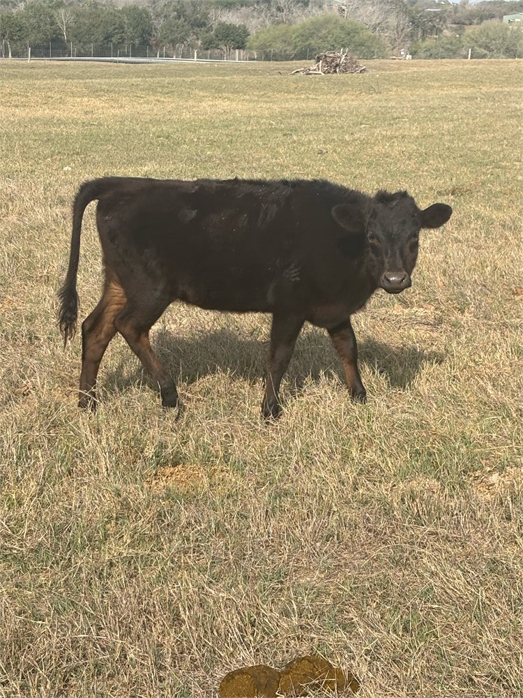 WildLife Buyer, LLC. - Wagyu Heifer Calf