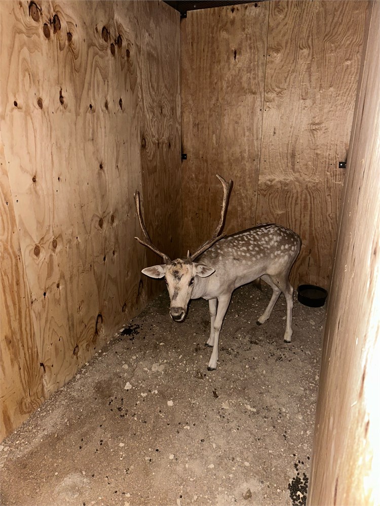 WildLife Buyer, LLC. - 1.0 Fallow Buck