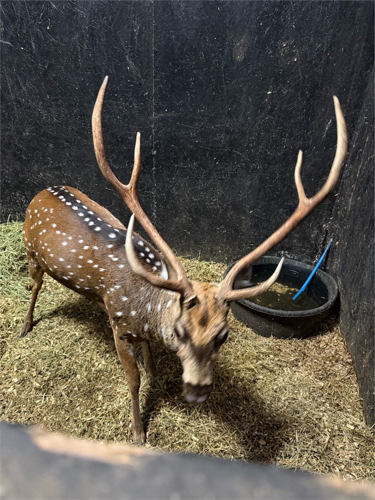 WildLife Buyer, LLC. - 1.0 Axis Buck
