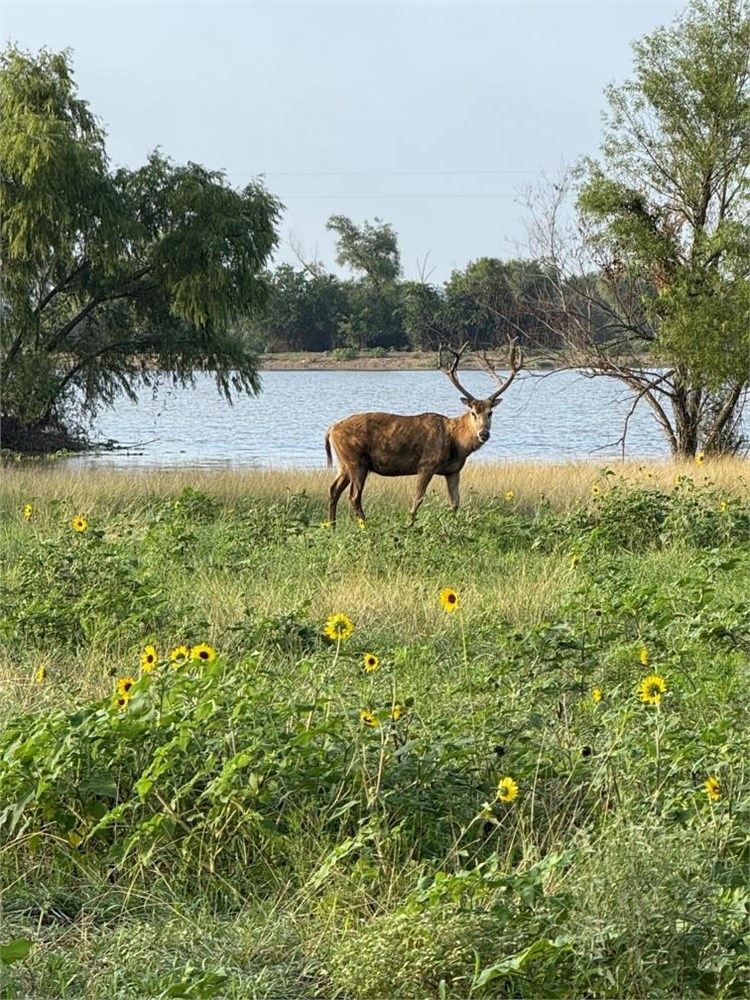 WildLife Buyer, LLC. - PERE DAVID BULL