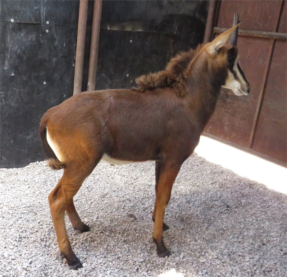 WildLife Buyer, LLC. - ⚡1.0 SABLE (NKB#17) - Ask about insurance