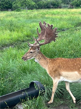 WildLife Buyer, LLC. - 1.0 Fallow Buck