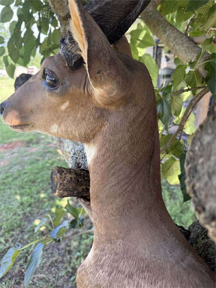 WildLife Buyer, LLC. - Bushbuck Wall Pedestal mount