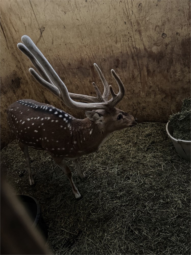 WildLife Buyer, LLC. - Winter Axis Buck