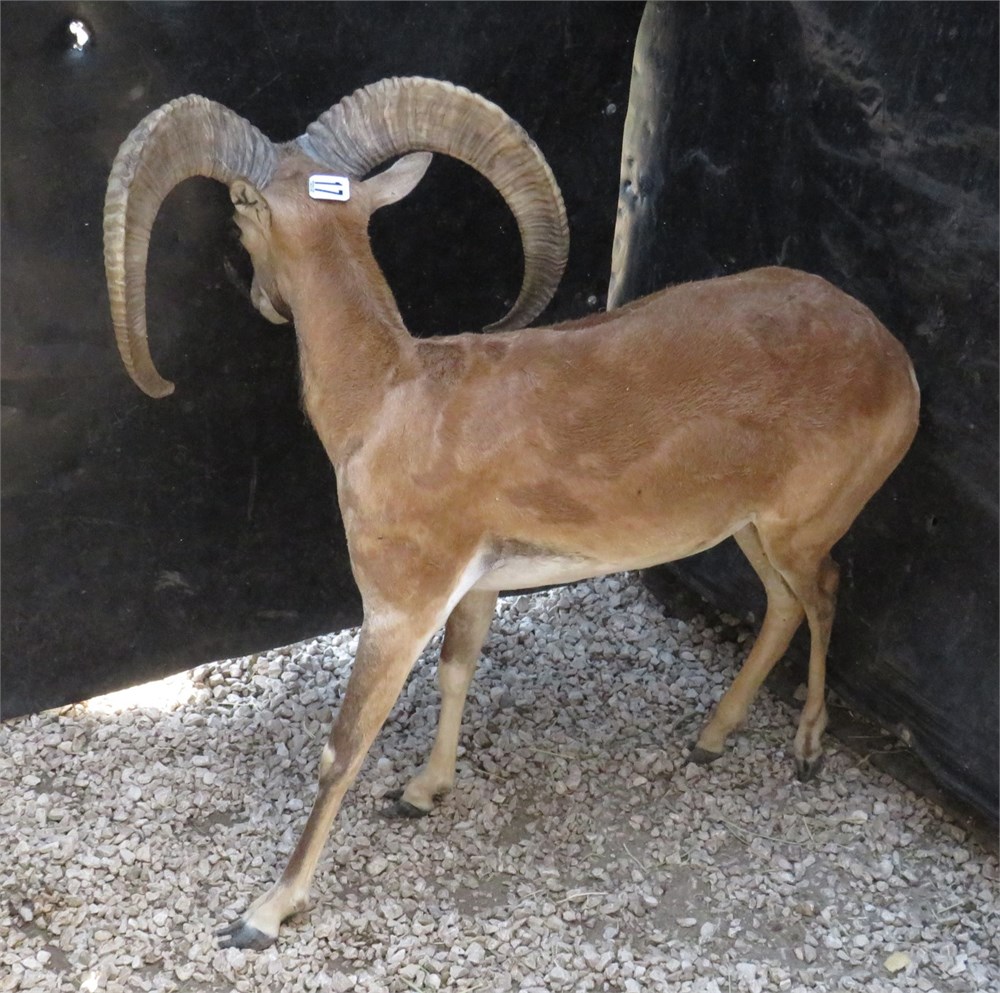 WildLife Buyer, LLC. - 1.0 TCU TAG#17 (OKB#2) - Ask About Insurance