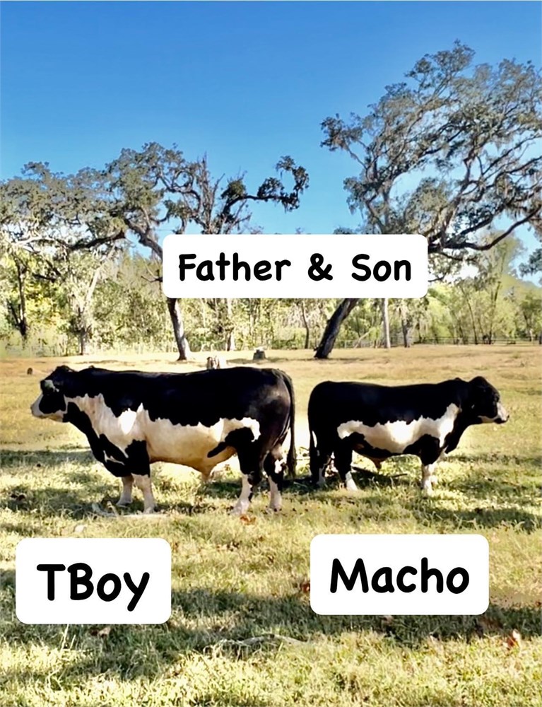 WildLife Buyer, LLC. - Proven Miniature - Mid Size Bull