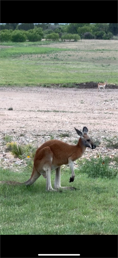 WildLife Buyer, LLC. - Male Red Kangaroo