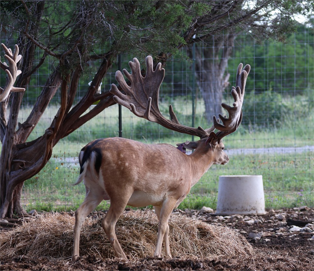 WildLife Buyer, LLC. - 1.0 GIANT PEDIGREED BREEDER FALLOW BUCK