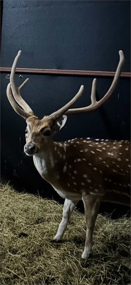 WildLife Buyer, LLC. - 1.0 AXIS BUCK