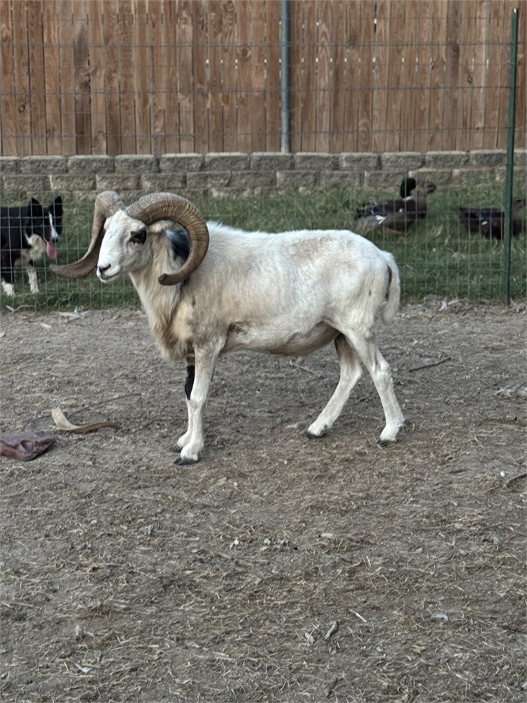 WildLife Buyer, LLC. - 1.0 RAM