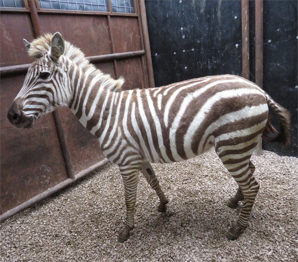 WildLife Buyer, LLC. - 煉0.1 ZEBRA (NKB#16)煉