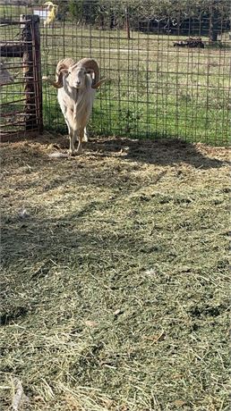 WildLife Buyer, LLC. - 1.0 Snow Urial 32"