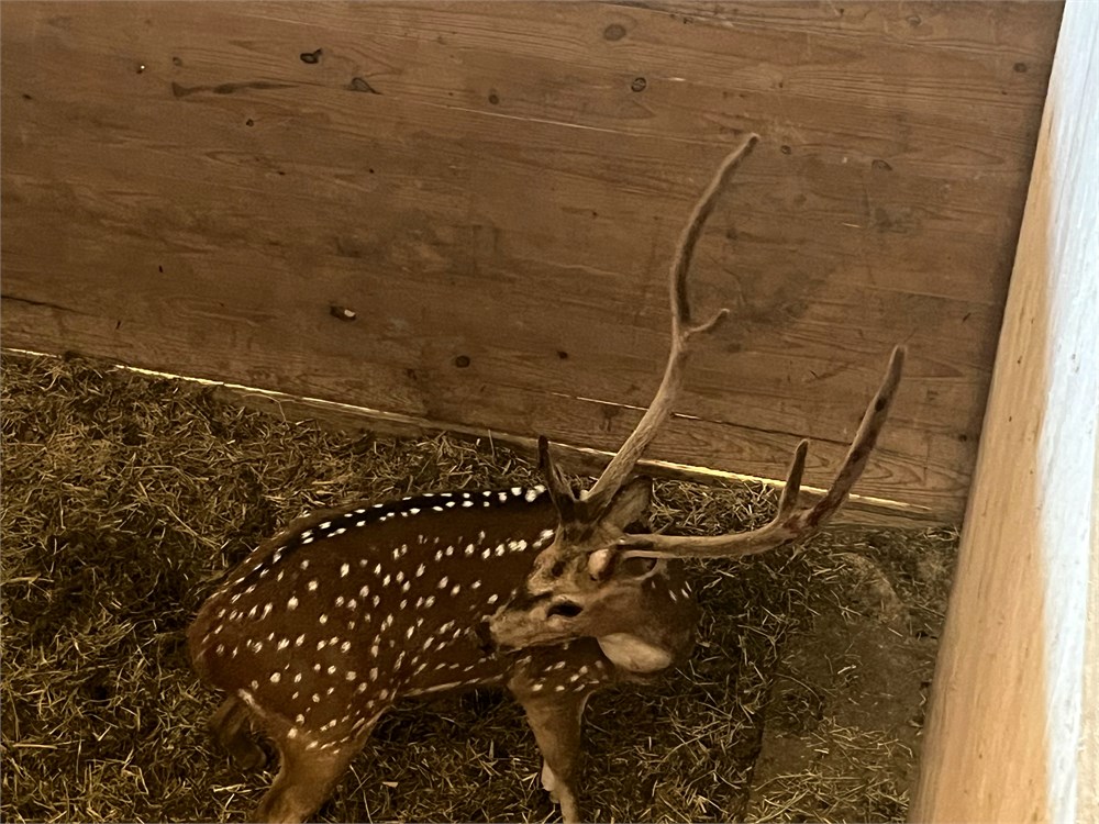 WildLife Buyer, LLC. - Big Velvet Axis Buck