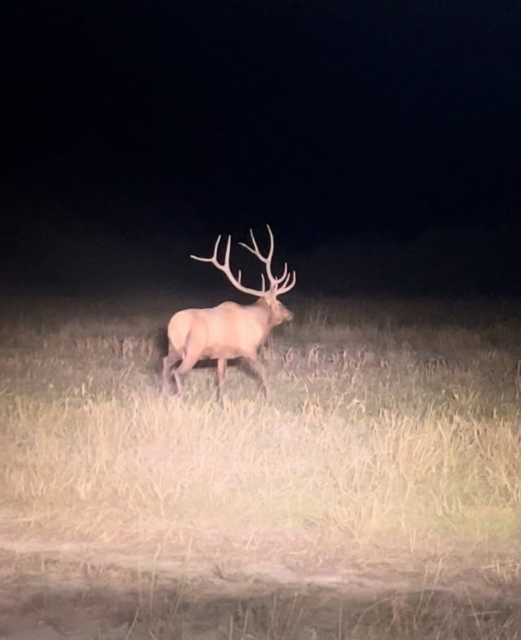 WildLife Buyer, LLC. - 0.1 ELK (WB#2) BBRL