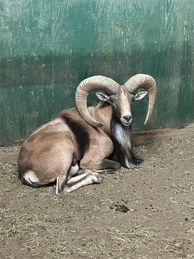 WildLife Buyer, LLC. - Afghan Urial