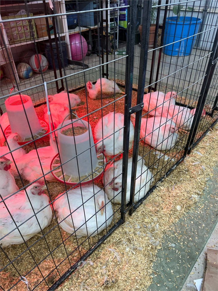 WildLife Buyer, LLC. - Delicious Meat Birds