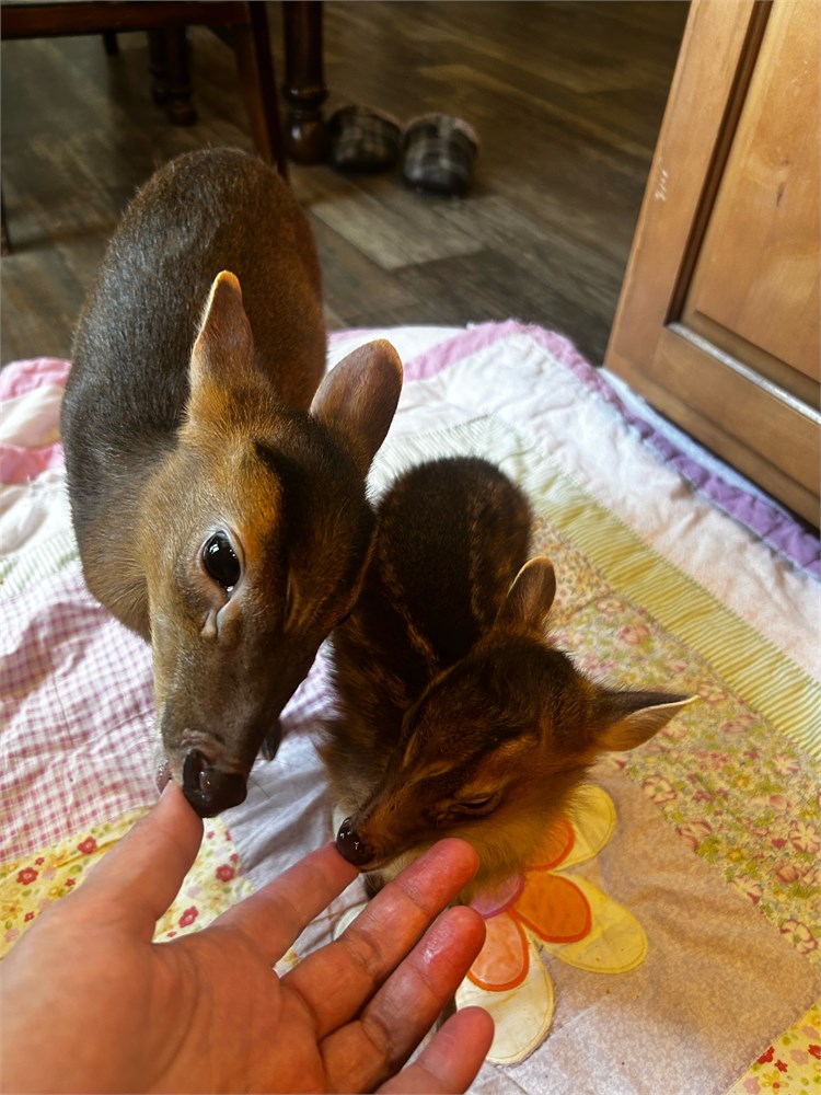 WildLife Buyer, LLC. - 1.1 Bottle Baby Muntjac Deer - Ask About Insurance