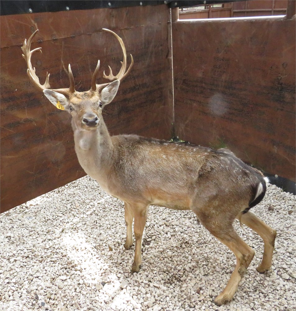 WildLife Buyer, LLC. - 1.0 FALLOW (WB#15) - Ask About Insurance