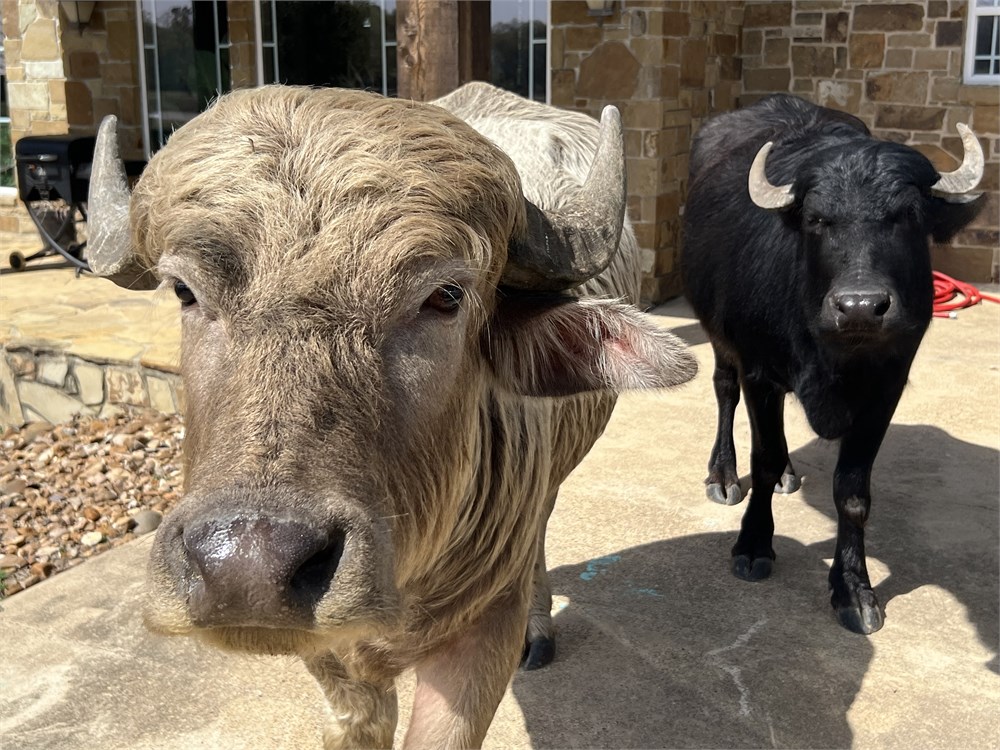 WildLife Buyer, LLC. - 1.1.1 Water Buffalo