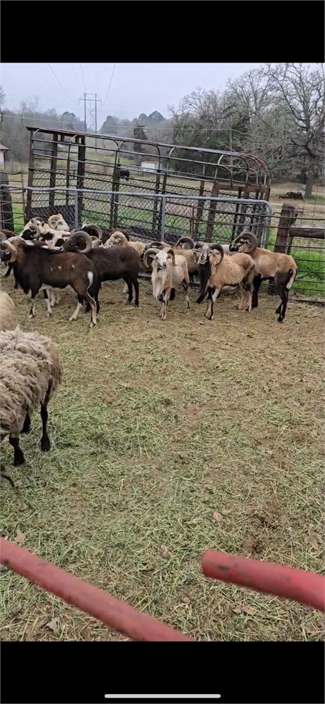 WildLife Buyer, LLC. - full curl rams 10 head gate cut