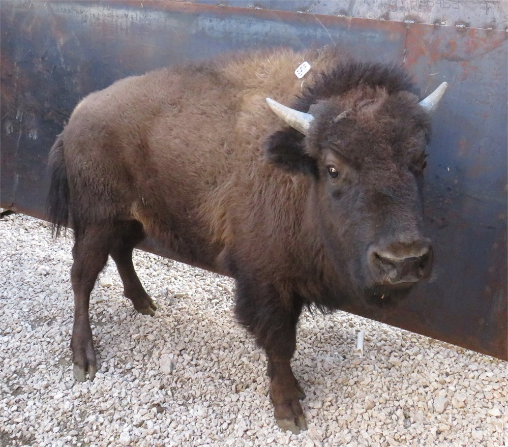WildLife Buyer, LLC. - 1.0 BISON TAG#156 (MB#6) - Ask about insurance