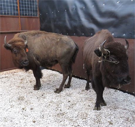 WildLife Buyer, LLC. - 0.2 BISON (MB#7) READ DESCRIPTION