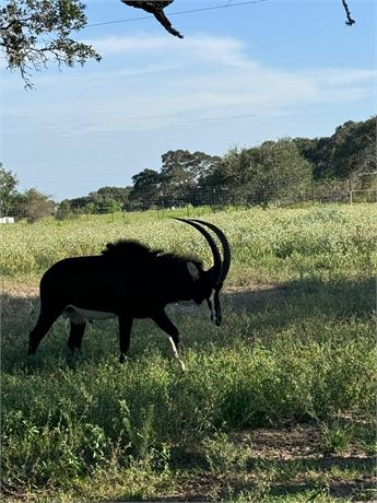 WildLife Buyer, LLC. - Sable bull