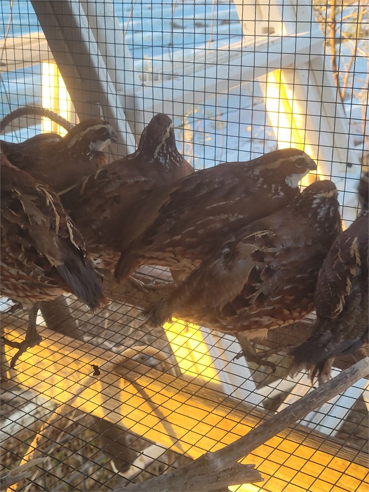 WildLife Buyer, LLC. - 9.0 Butler Bobwhite Quail