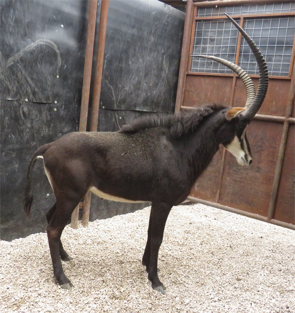 WildLife Buyer, LLC. - 1.0 SABLE (MB#7)