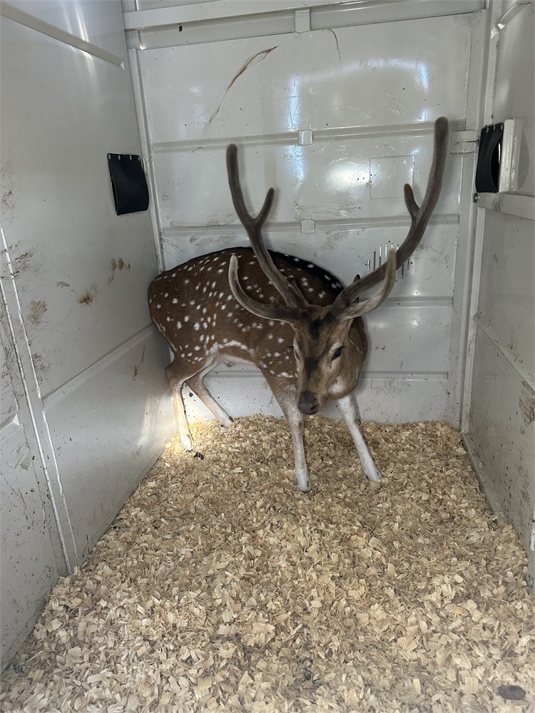 WildLife Buyer, LLC. - Axis Buck