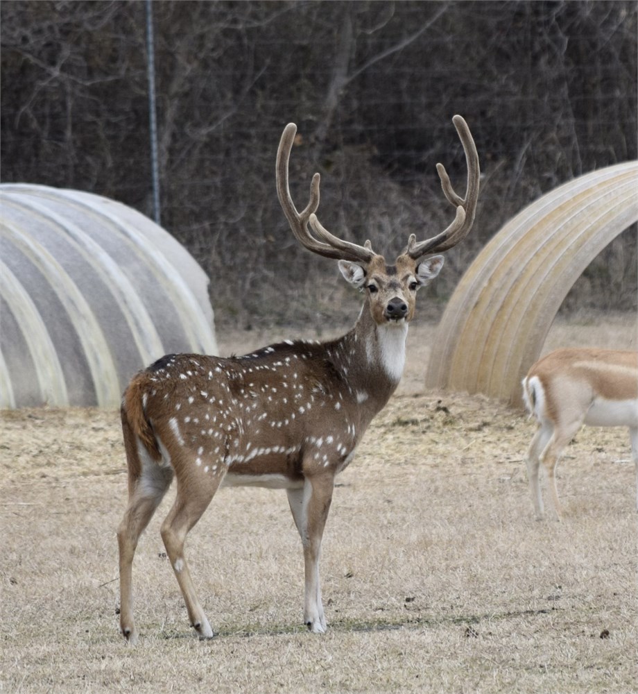 WildLife Buyer, LLC. - 4x4 Axis Buck