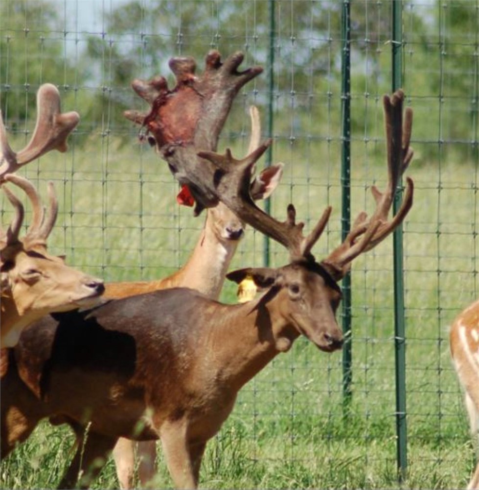 WildLife Buyer, LLC. - 1.0 Fallow Breeder