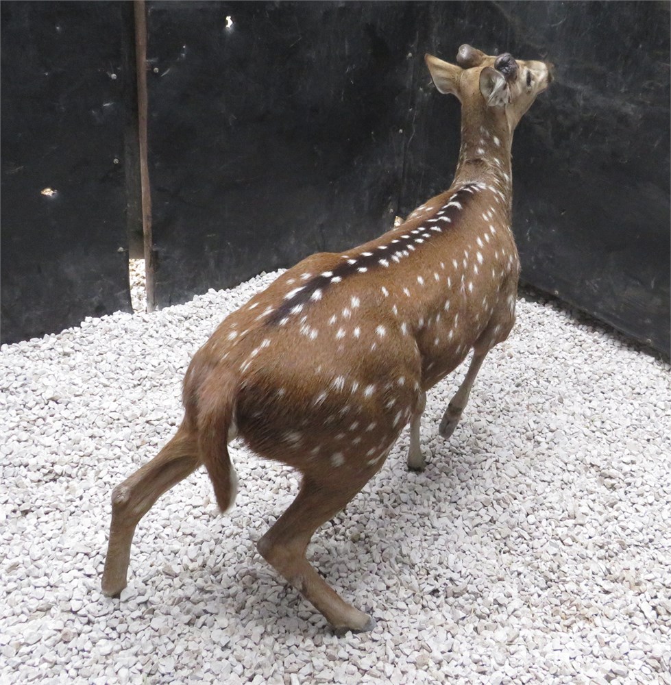 WildLife Buyer, LLC. - 1.0 AXIS (OKB#4-4) - Ask About Insurance