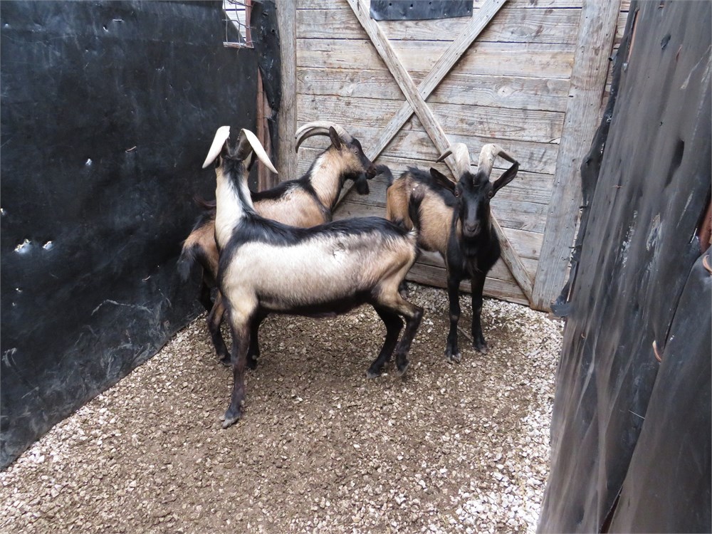 WildLife Buyer, LLC. - 3.0 IBEX CROSS SHEEP (ORB#5)