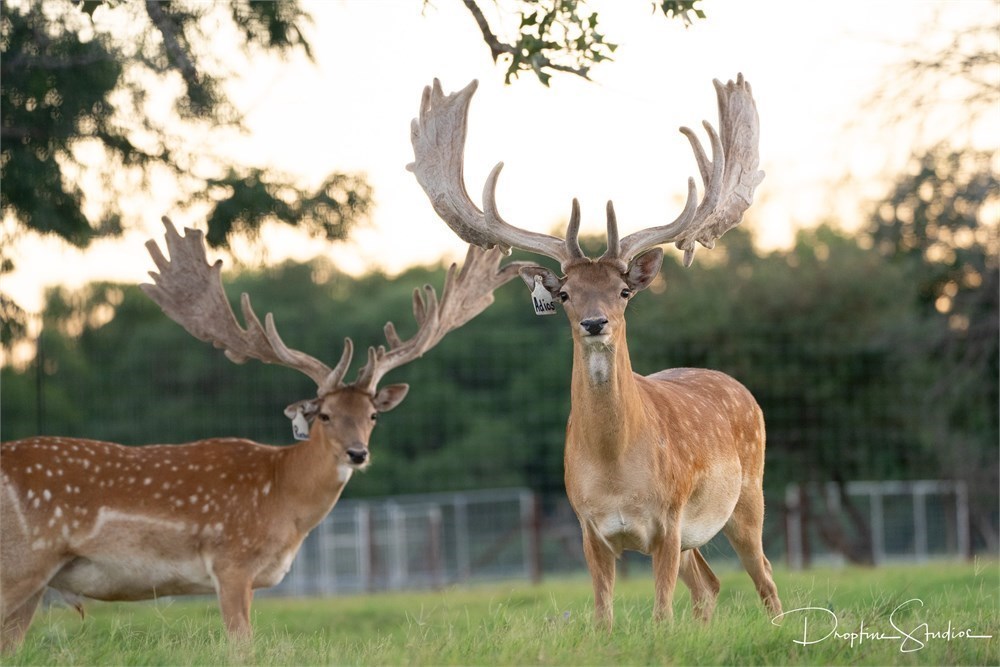 WildLife Buyer, LLC. - Fallow Bottle Fed Buck Fawn out of Adios
