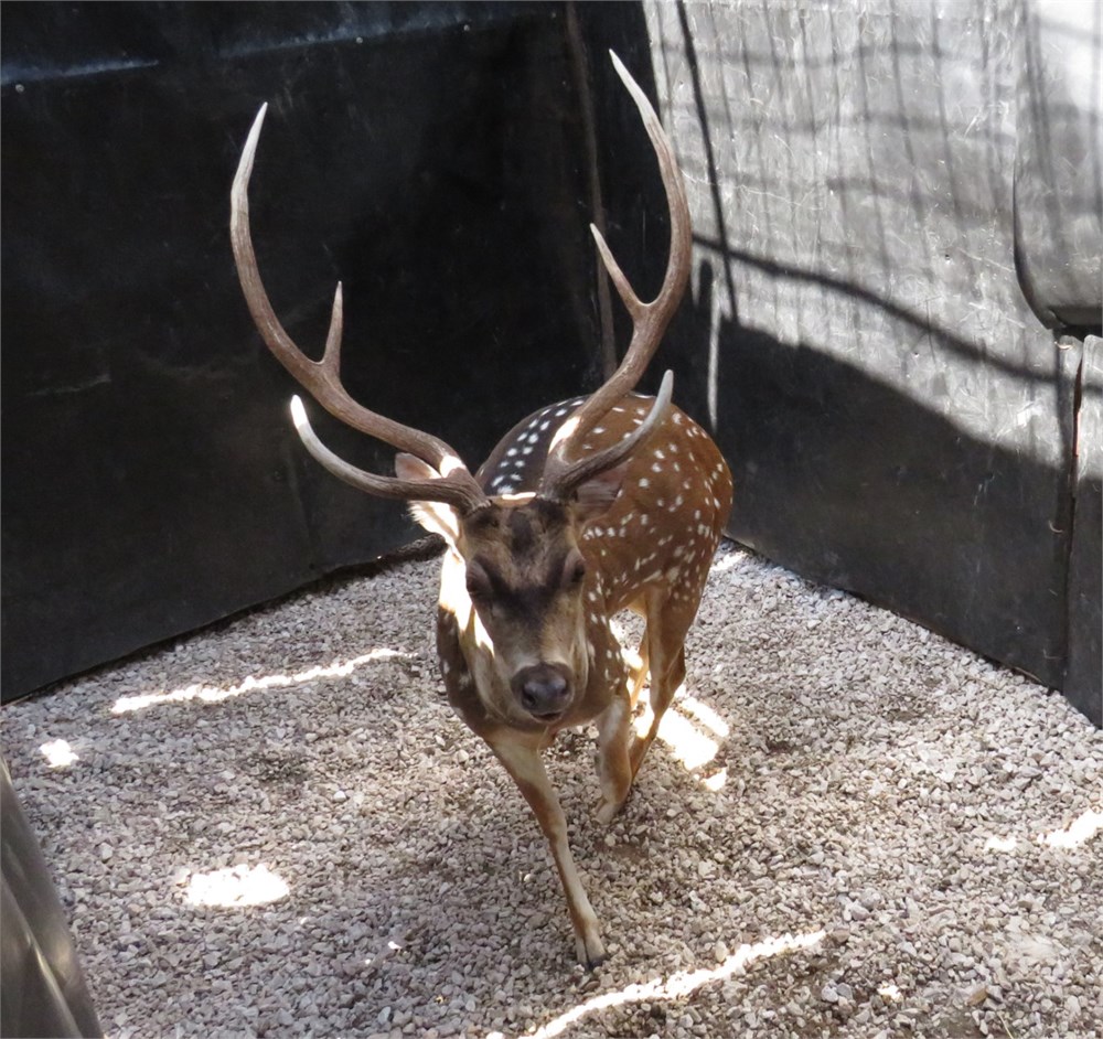 WildLife Buyer, LLC. - 1.0 AXIS (RB#12) - Ask about insurance