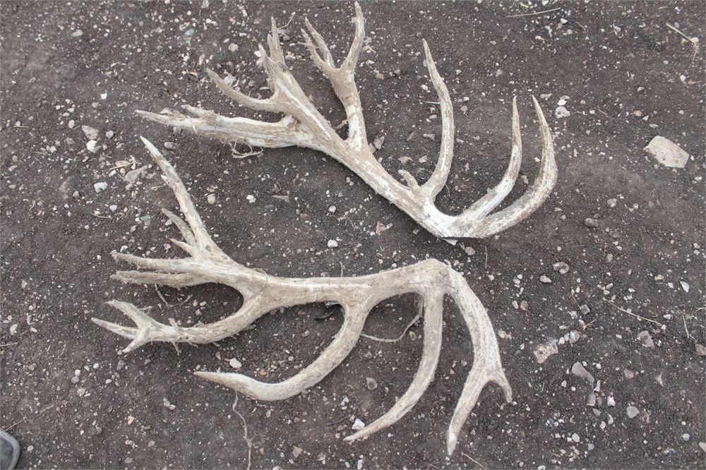 WildLife Buyer, LLC. - RED STAG SHED TAG#303