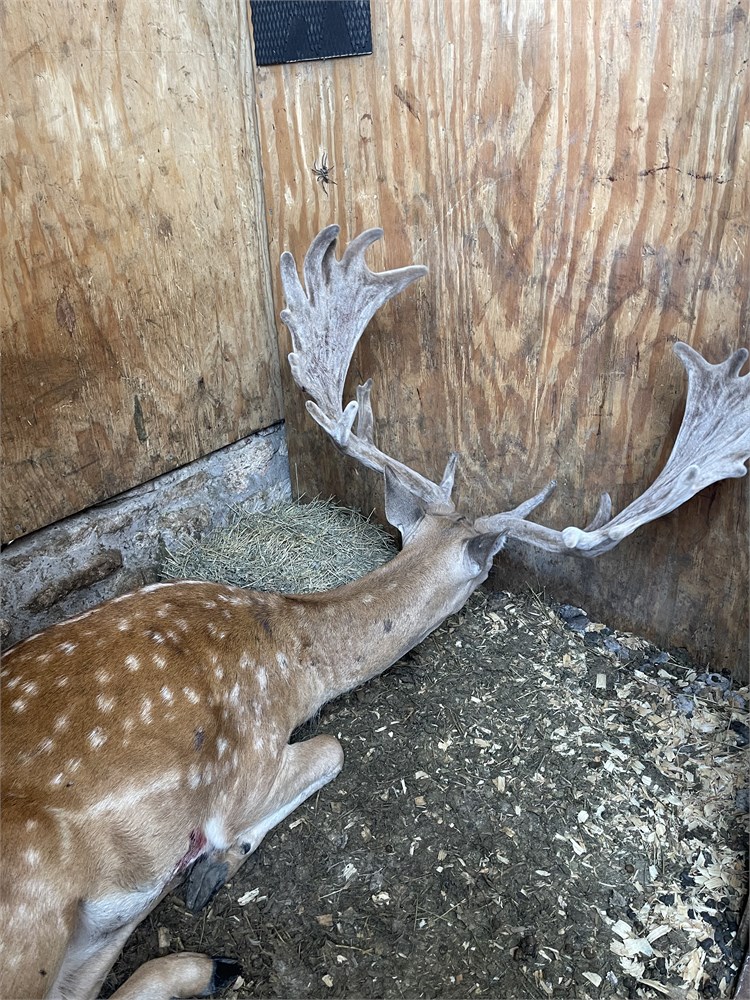 WildLife Buyer, LLC. - Fallow buck