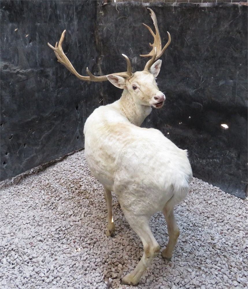 WildLife Buyer, LLC. - 1.0 FALLOW (OKB#6-1) Big Wide