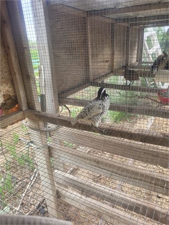 WildLife Buyer, LLC. - 1.0 Snowflake Bobwhite Quail Rooster