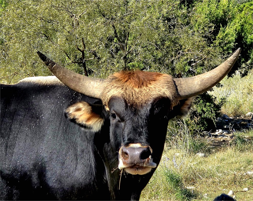 WildLife Buyer, LLC. - 1.0 Rare Gayal (Mithun) – The Legendary ‘Drung ...