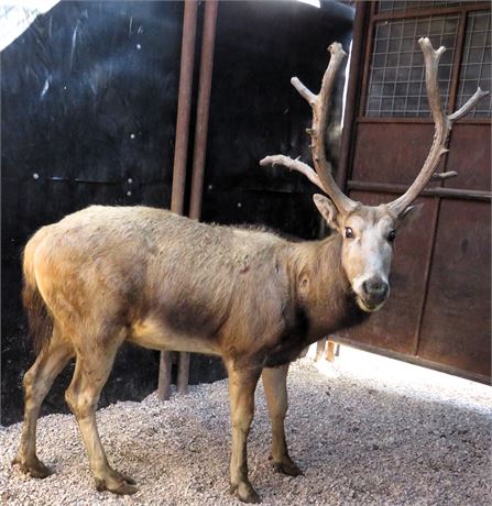 WildLife Buyer, LLC. - 1.0 PERE DAVID BUCK (NKB#14) - Ask About Insurance