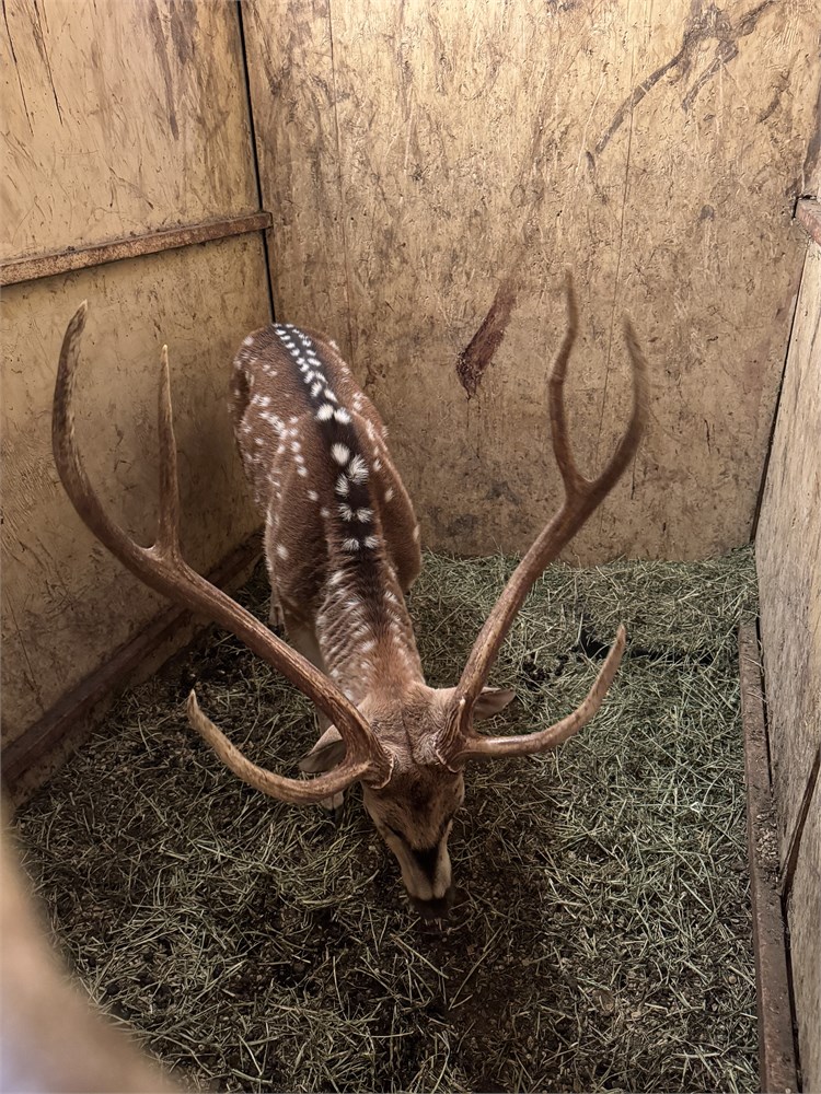 WildLife Buyer, LLC. - 1.0 Big Axis Buck