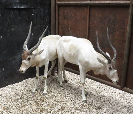 WildLife Buyer, LLC. - 2.0 ADDAX TAG#64/65 (NKB#12)